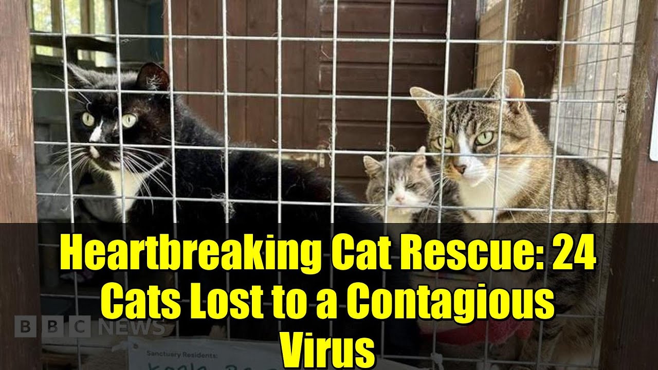 Heartbreaking Cat Rescue: 24 Cats Lost to a Contagious Virus - YouTube
