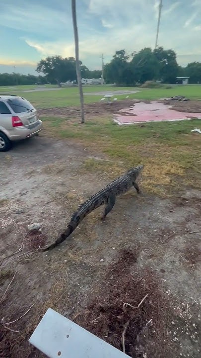 Alligator Tries Grabbing Fisherman's Catch - YouTube