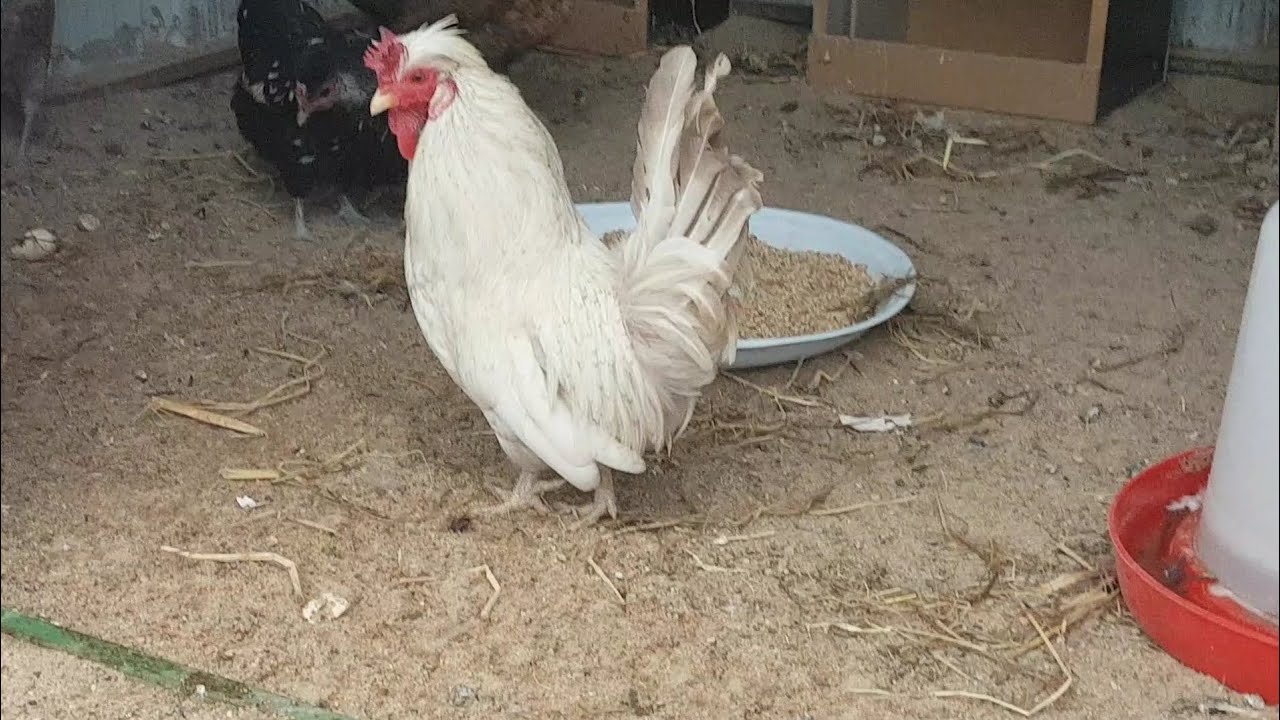 ang cute ng manok#ofwlife - YouTube