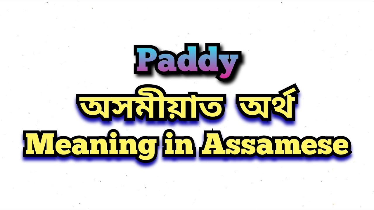 “Paddy” meaning in Assamese/ Paddy অসমীয়াত অৰ্থ/ Paddy mane ki/ Daily ...