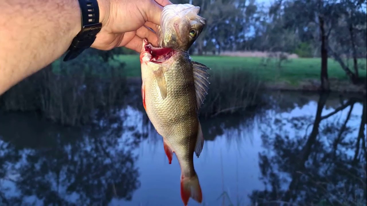 Redfin fishing with a native fish surprise - YouTube