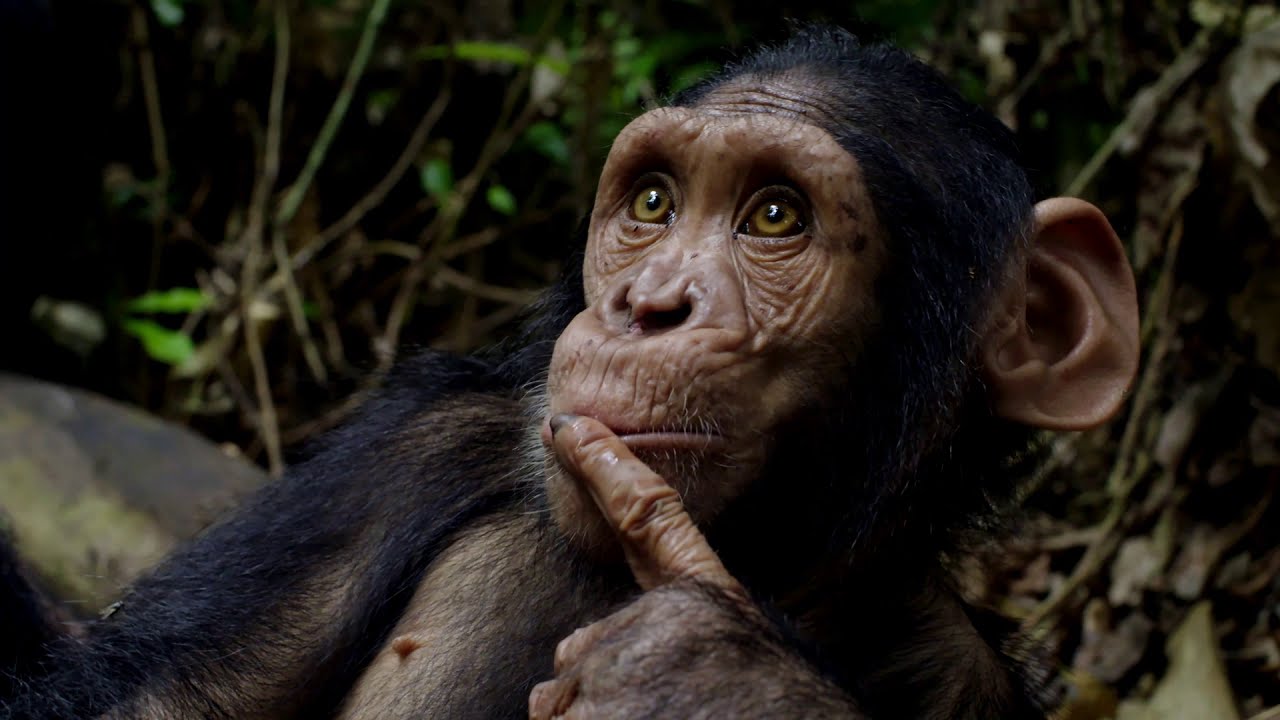 New Hope for Rickita, Joana and Tina - Three Rescued Chimpanzees from ...