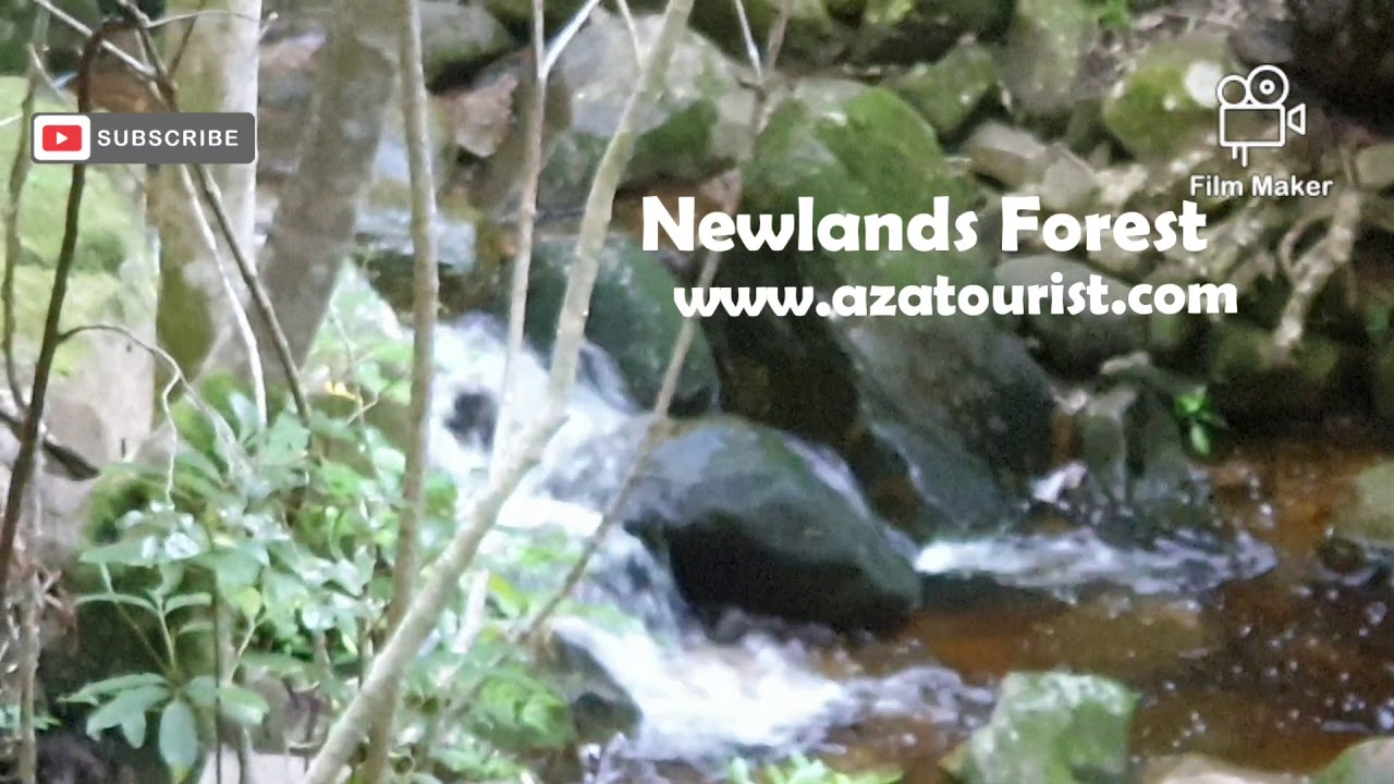 Newlands Forest Hiking - YouTube