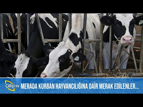 Merada kurban hayvancılığı Nasıl Yapılır - DAMDAN DAMA