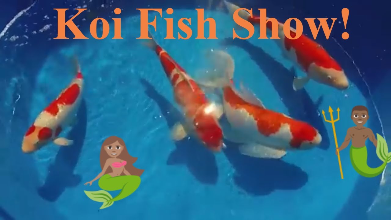 Koi Fish Show - 2018, Central CA, 40th Annual - YouTube