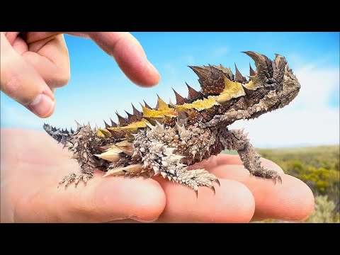 Die Stacheln von einem DORNTEUFEL! Die stacheligste Eidechse der Welt! Brave Wilderness Deutsch