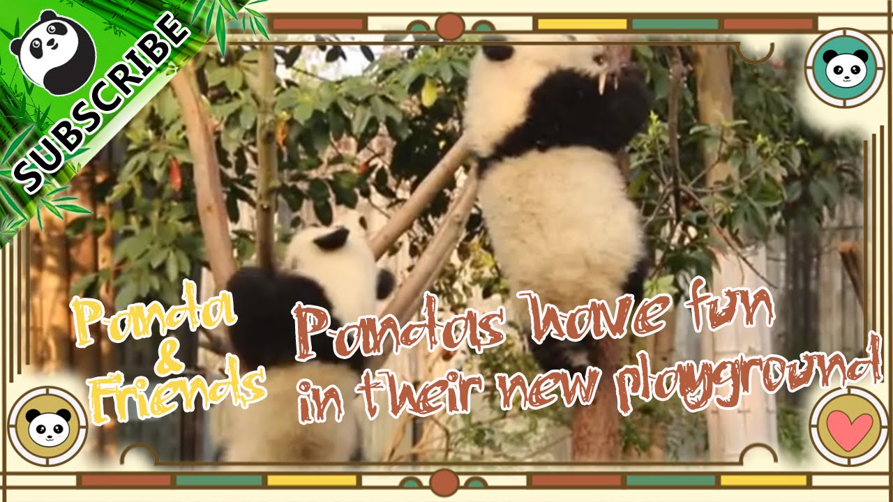 Pandas have fun in their new playground | iPanda - YouTube