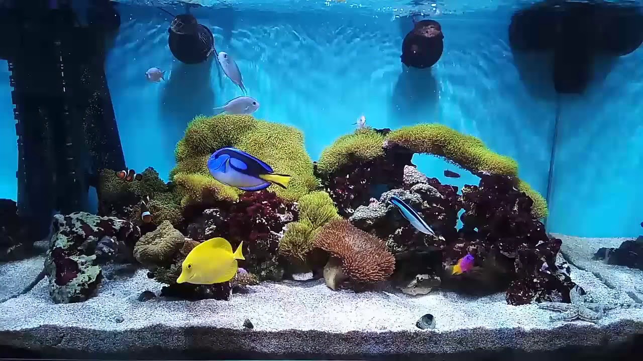 Clear seal reefspace 900 - YouTube