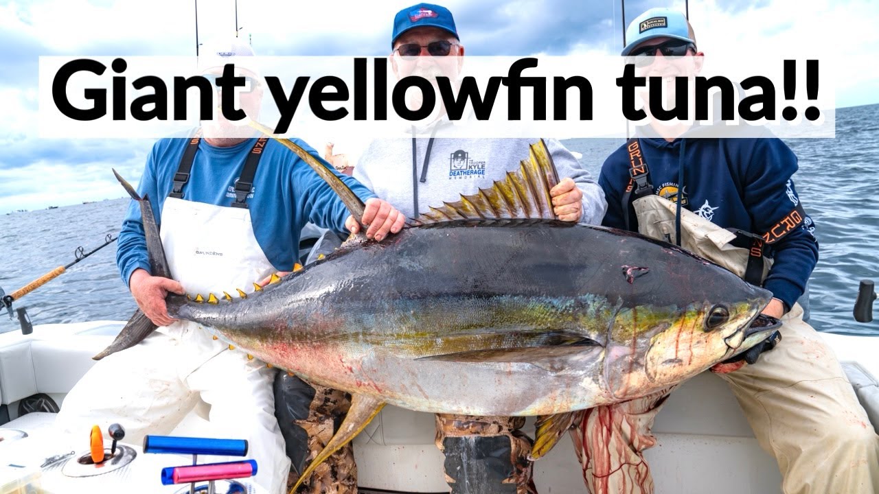Gulf of Mexico BIG yellowfin tuna fishing on the 37 freeman!! - YouTube