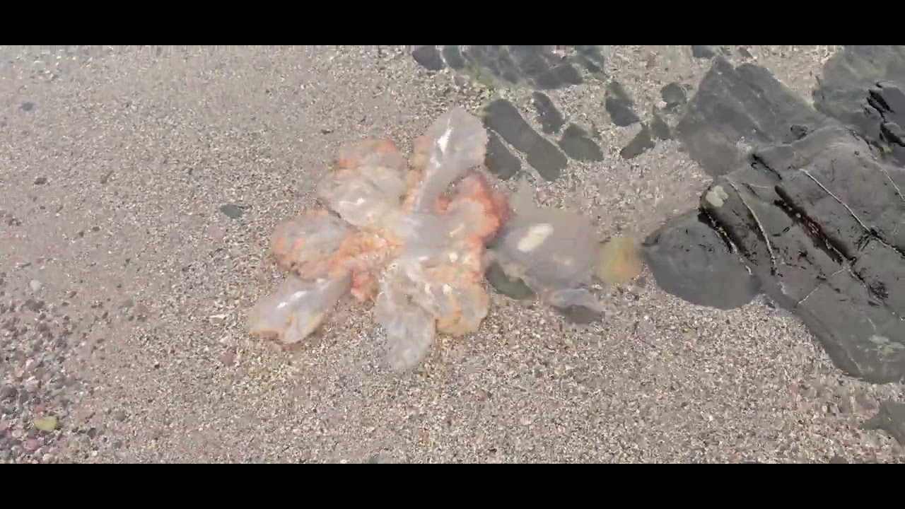 대왕 해파리 공룡화석 무덤에 출몰. Giant jellyfish appears in dinosaur fossil tombs ...