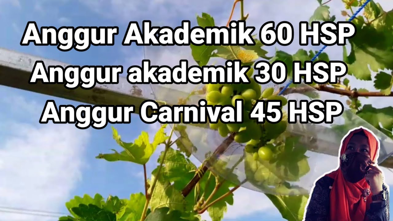 Anggur Akademik 60 HSP - YouTube