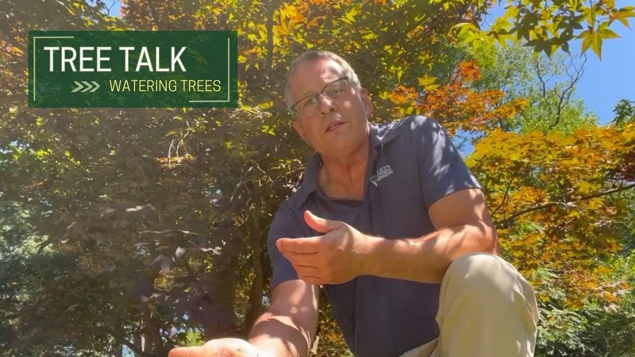 Tree Talk: Watering Trees - YouTube