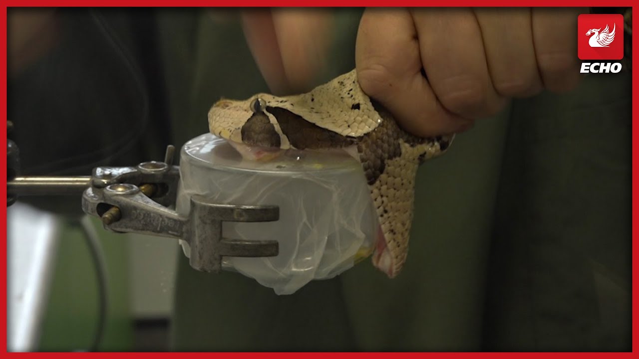 How Venom is Extracted from Snakes - YouTube