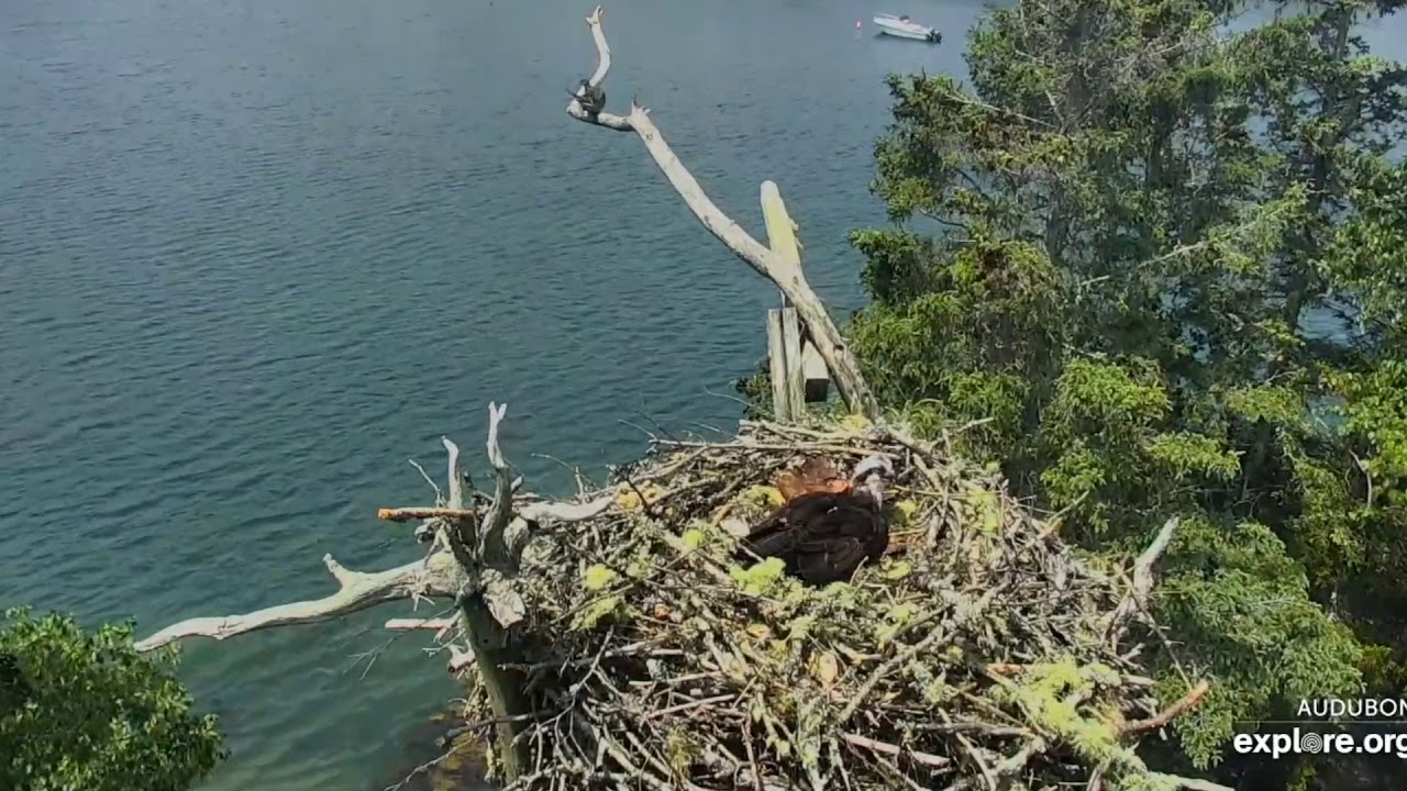 Mourning Dove visits Phoebe - Hog Island Osprey Nest 2020 06 08 - YouTube