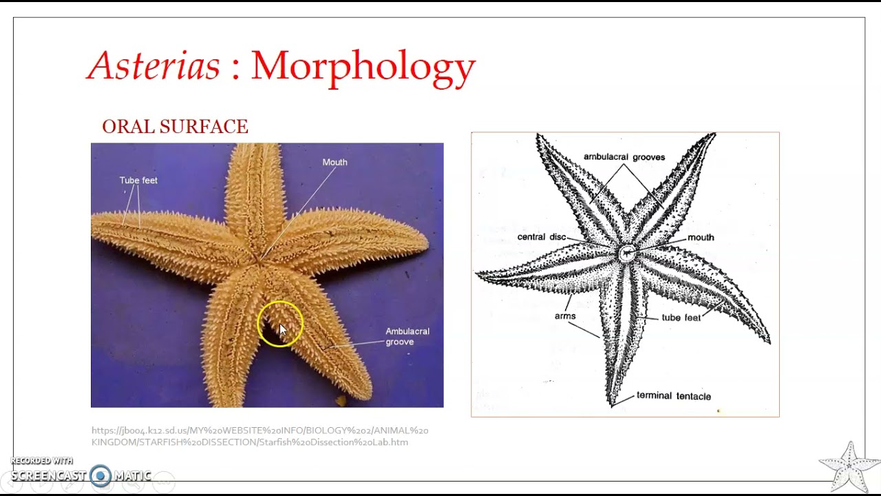 Sea Star Oral Surface