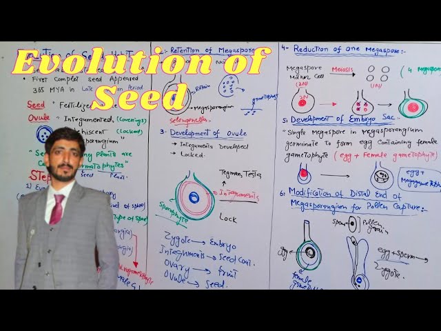 Evolution Of Seed Habit Part 4 Classification Of