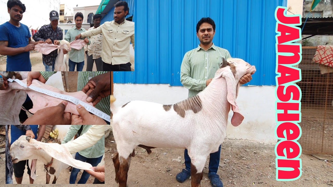 The World Record Breaking Hyderabadi Bakra Janasheen | Takbeer Goat ...