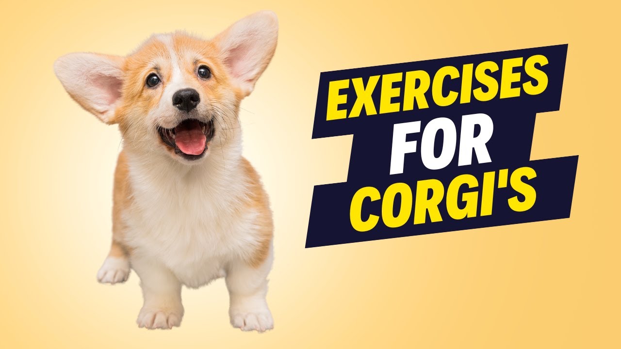 Best Exercise for Your Corgi's - YouTube