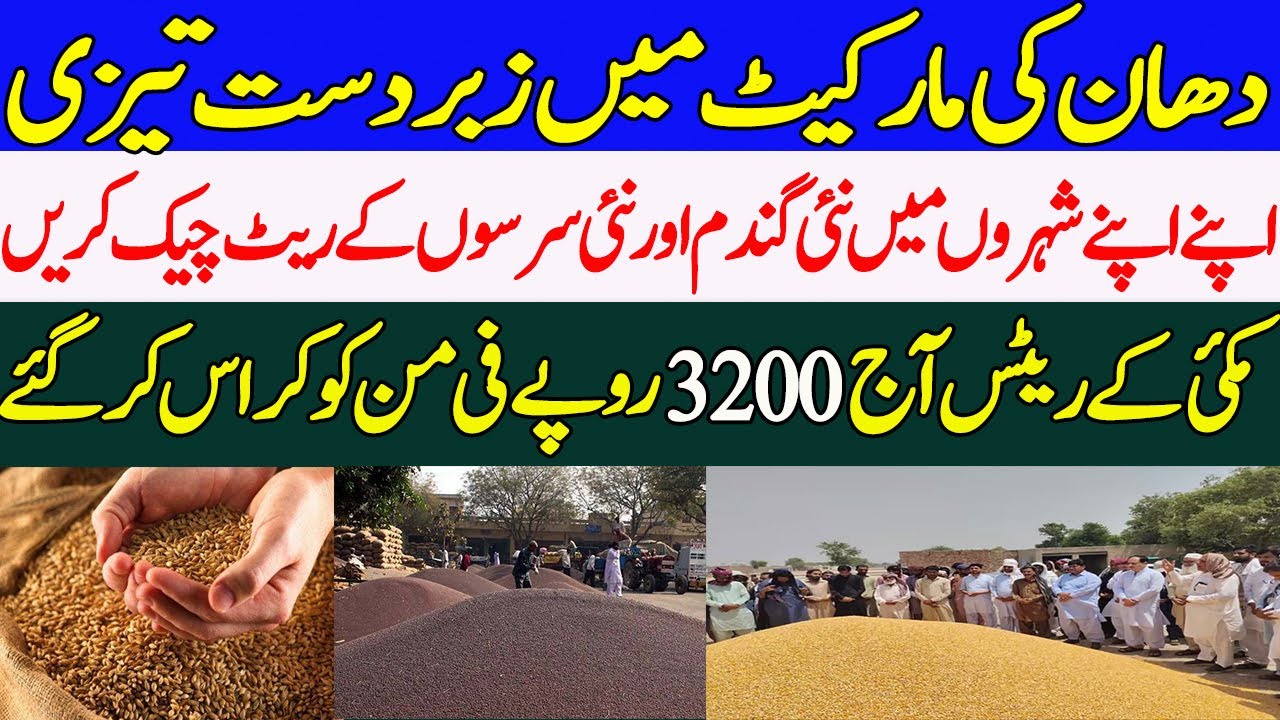 Wheat price Today Saron Canola Maize Price Punjab Pakistan 2023 || Dhan ...