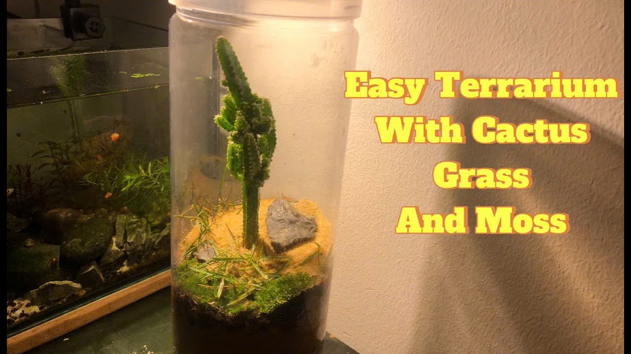 Sunset In The Desert | Easy Terrarium With Cactus, Grass and Moss | How ...