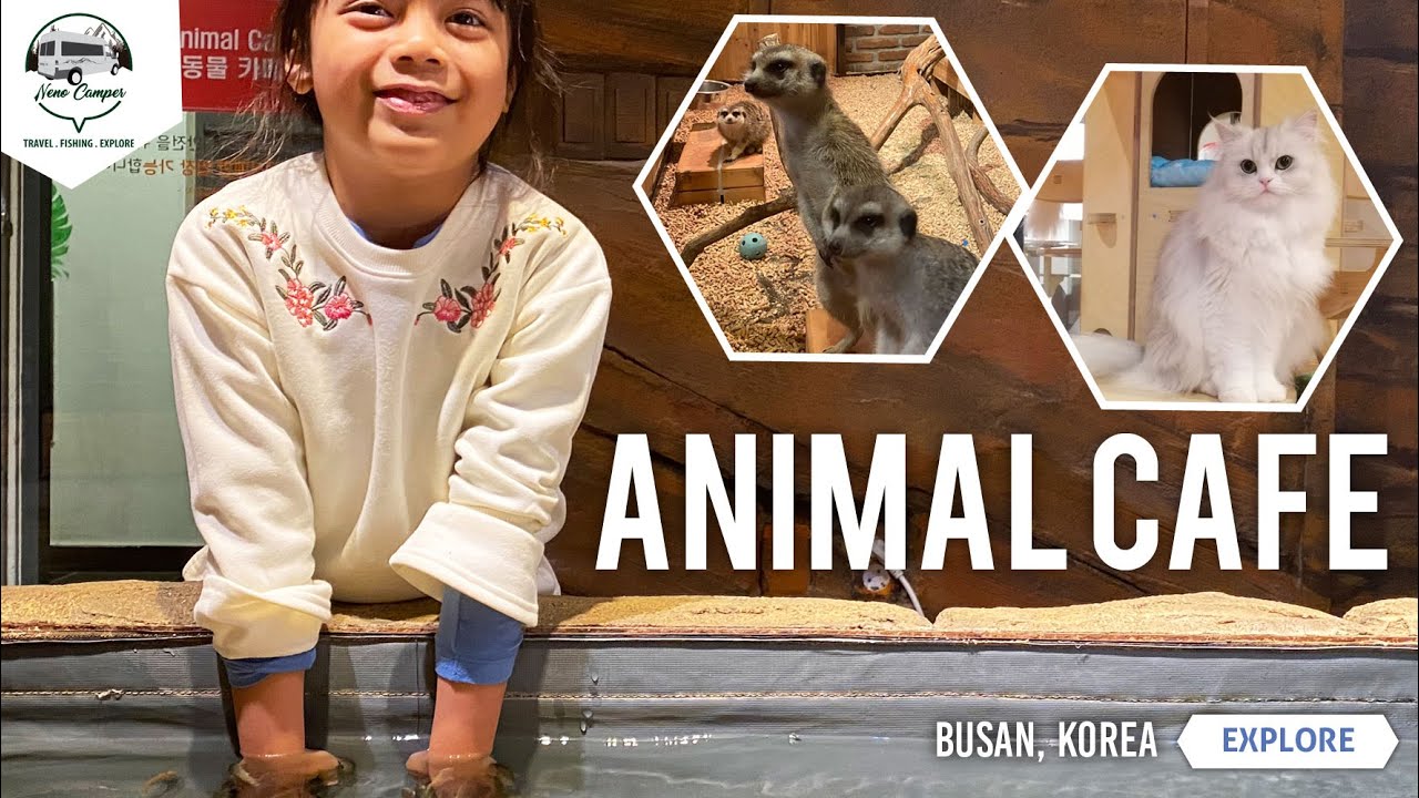WITH ZOO BUSAN, KOREA (ANIMAL CAFE) | Kucing Cute ☺️😘 & Kerbau Pendek ...