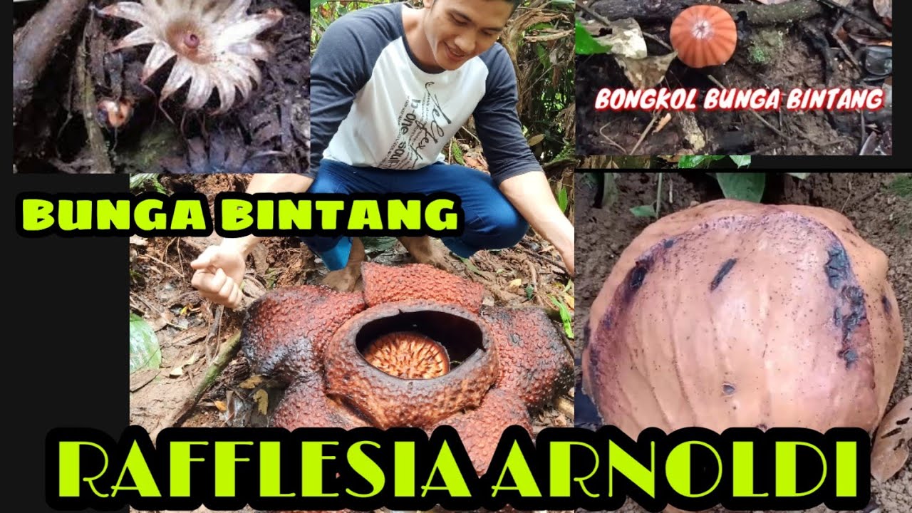 BUNGA RAFFLESIA DAN BUNGA BINTANG , BUNGA TERBESAR DAN TERLANGKAH ADA ...