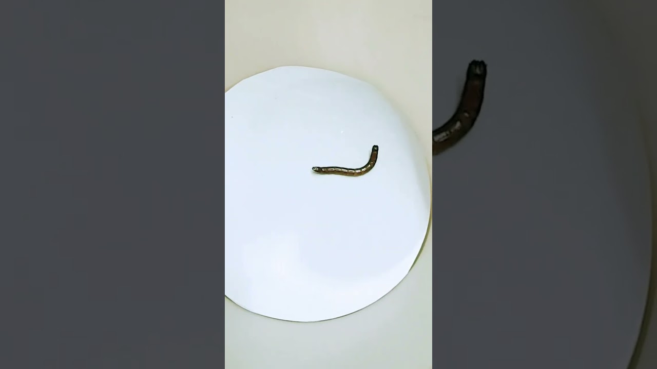 Wriggling Soil Worm | #shorts - YouTube