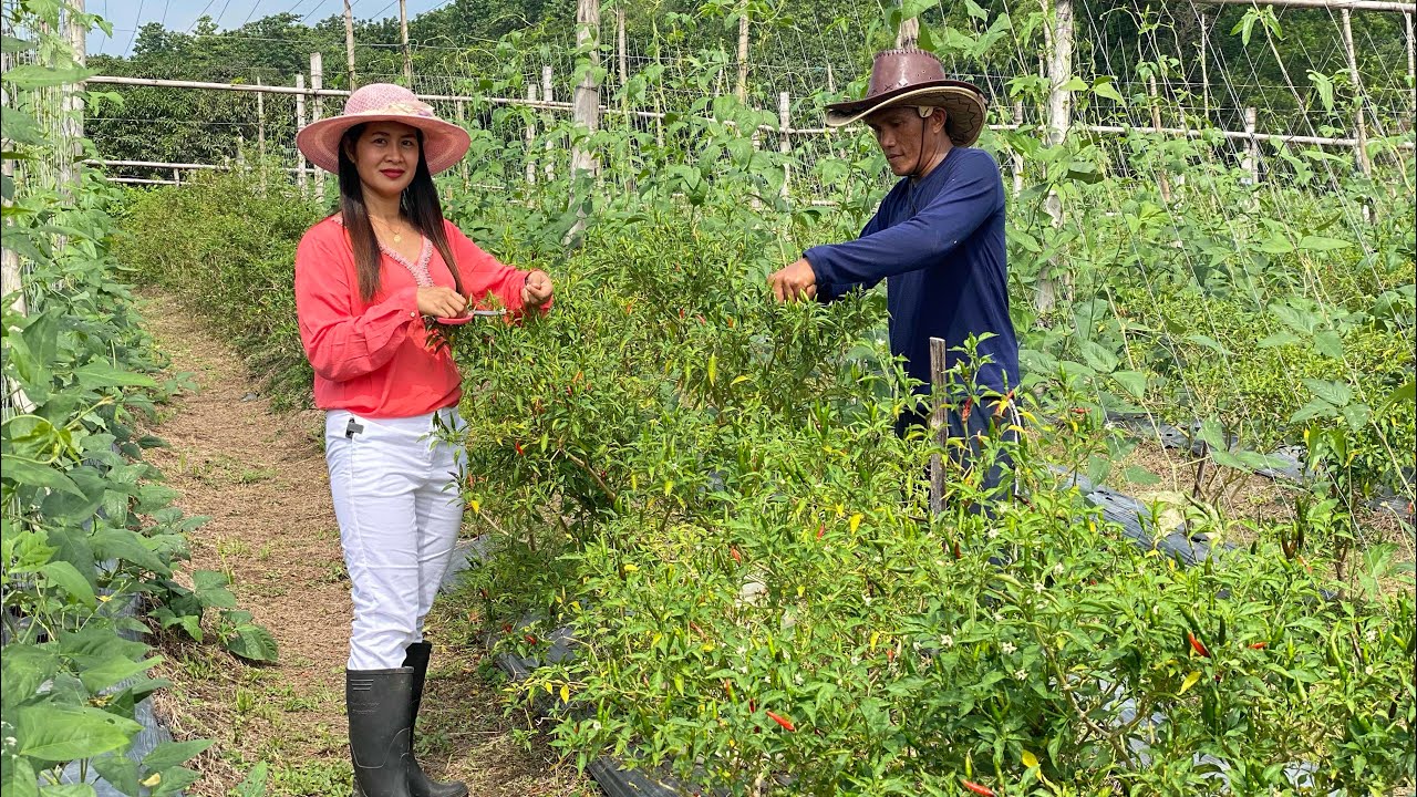 Sa Halagang P15,000 pwede na mag start sa sili farming// Intercropping ...