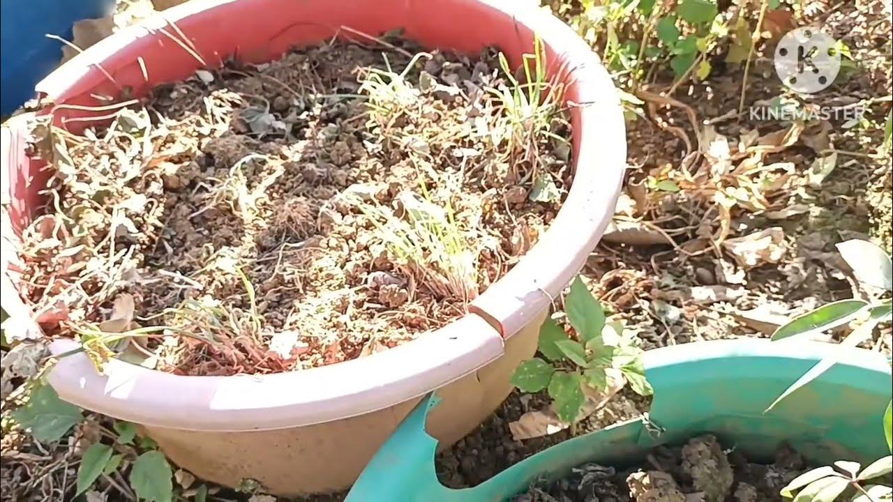 coj nej mu saib tshuaj thiab saib zaub nawb - YouTube