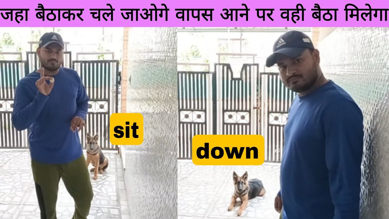Dog sit stay command in hindi , dog ko sit stay command kese sikhaye ...