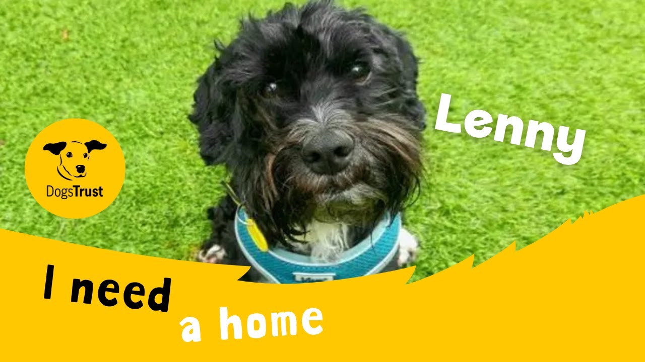 Lenny the super Shih Tzu cross | Dogs Trust West Calder - YouTube