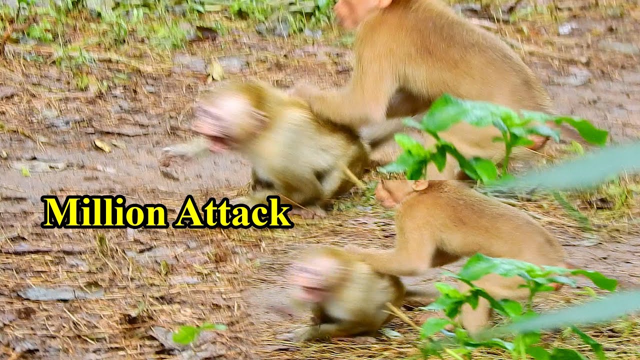 Break Heart baby Nora top cry seizure .....Young baby monkey to pity ...