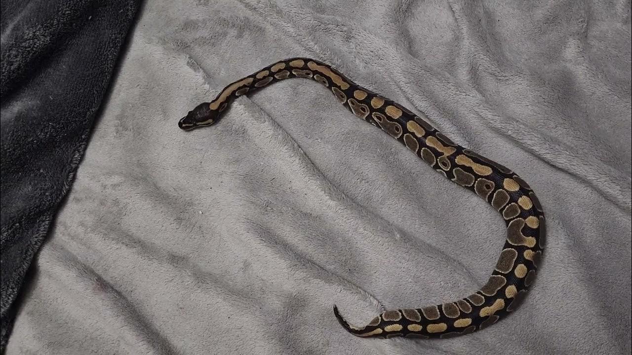 Ball Pythons Are They Truly Evil & Mean? Let's Find Out! - YouTube