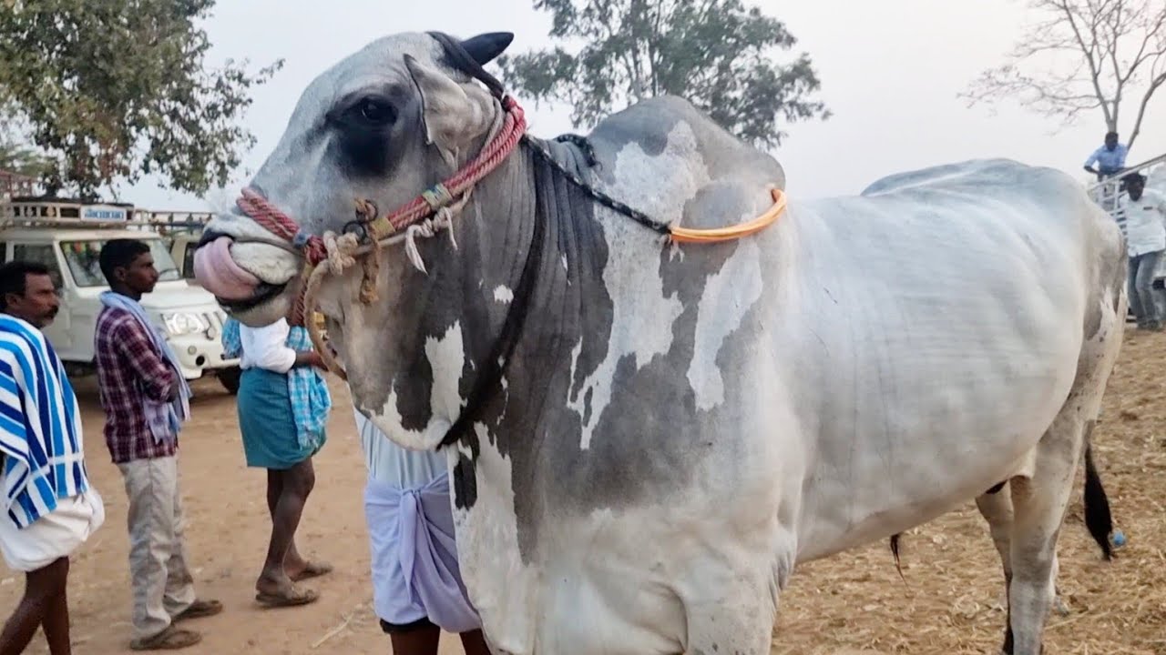 biggest ongole cattle market in pebbair-ox videos-pebbair bull market ...