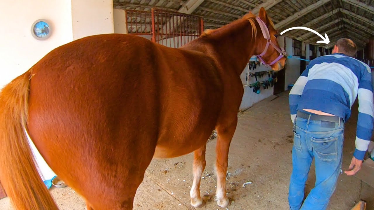 HORSE HIT THE FARRIER... this horse COULDN`T WALK - Full horse hoof ...
