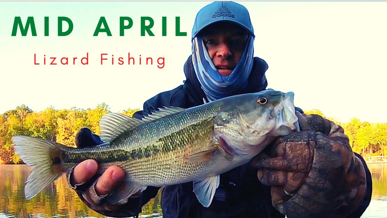 Mid April Lizard Fishing - YouTube