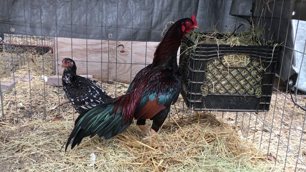 Cobra Asil going on 7 years old. One of my favorite on the yard. - YouTube