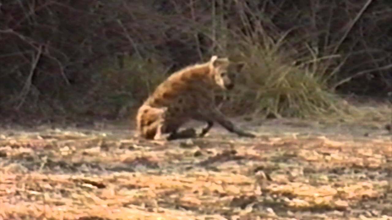 Incredible Hyena walking on front legs only - YouTube