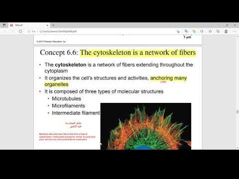 Biology - - Chapter 6 part 3 - YouTube