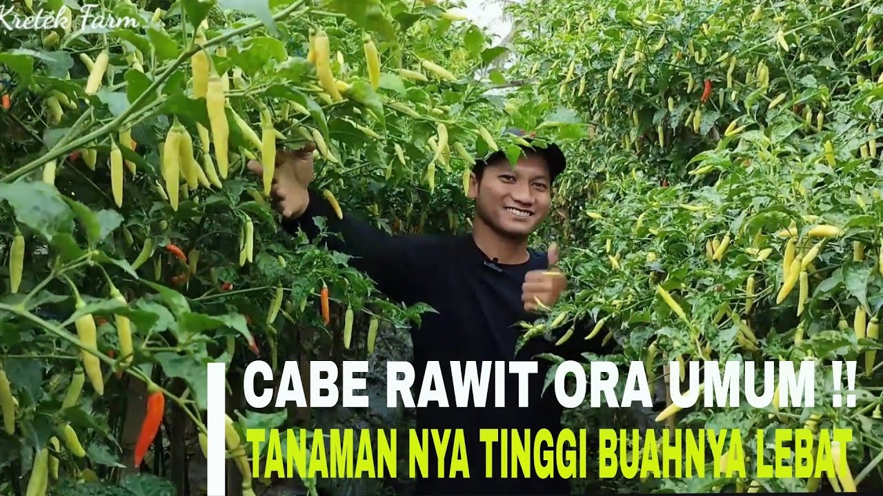 Tanaman cabe rawit yang tumbuh sangat subur dan buahnya lebat - YouTube