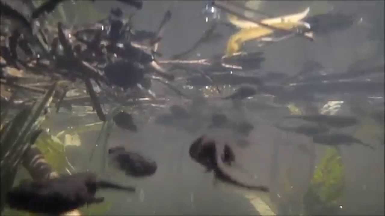 Tadpole blues - YouTube