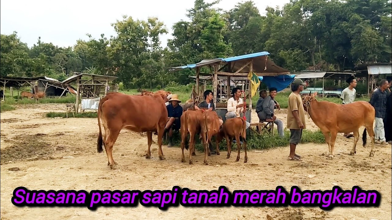 Suasana pasar sapi tanah merah bangkalan madura - YouTube