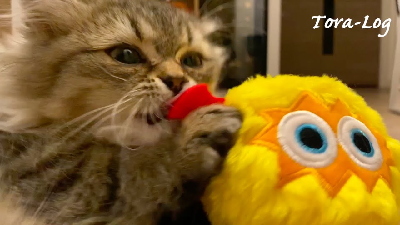 【Tora-Log】 Episode 6 "Yellow Monster -黄色いモンスター-" - YouTube