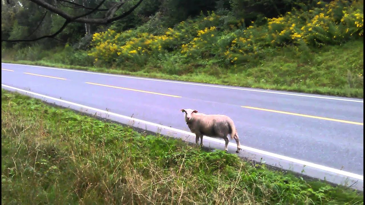 Angry Norwegian Bothers Peaceful Sheep - YouTube