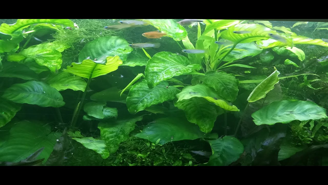 On découvre l'évolution de l'aquarium! - YouTube