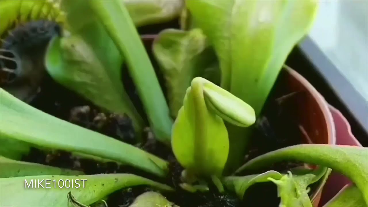 Venus Flytrap Time-Lapse (75 days) - YouTube