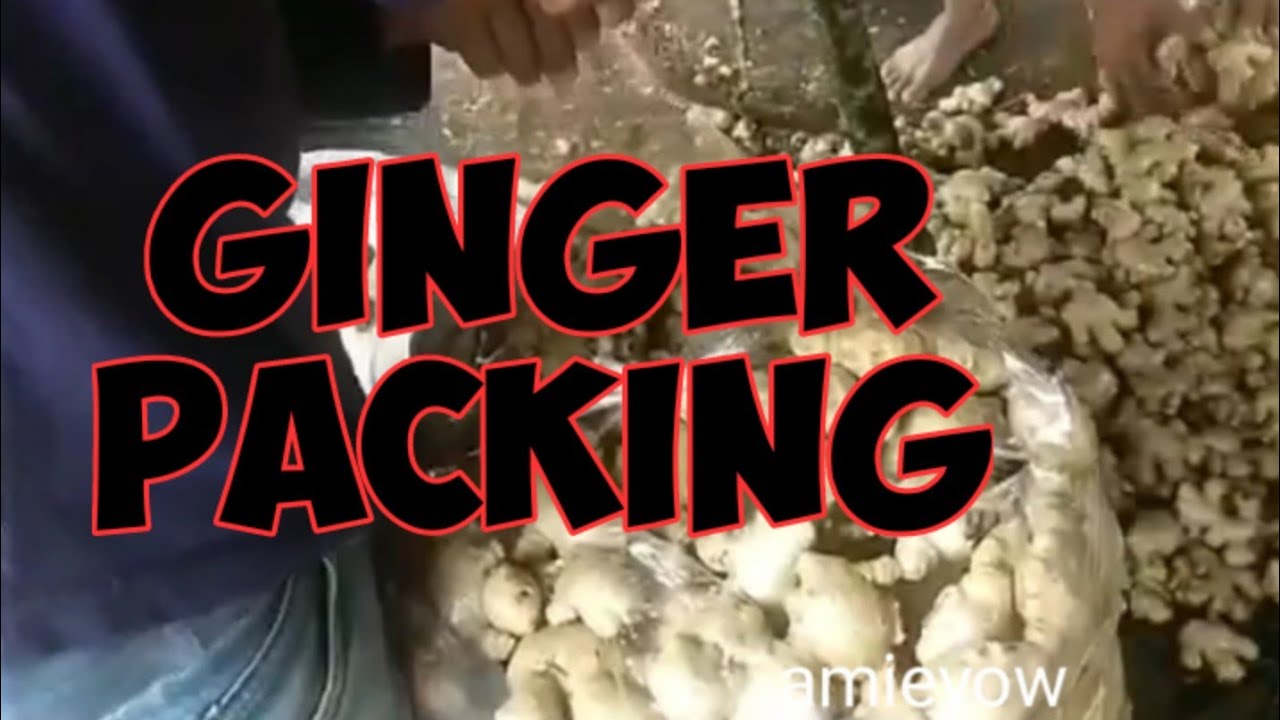 GINGER PACKING/PAGKAMADA NG LUYA #ginger farming - YouTube
