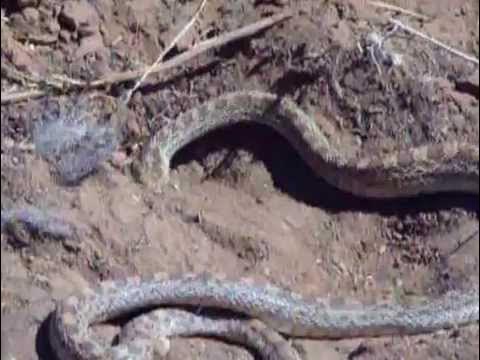 BULL SNAKE 'DIGGING' - YouTube
