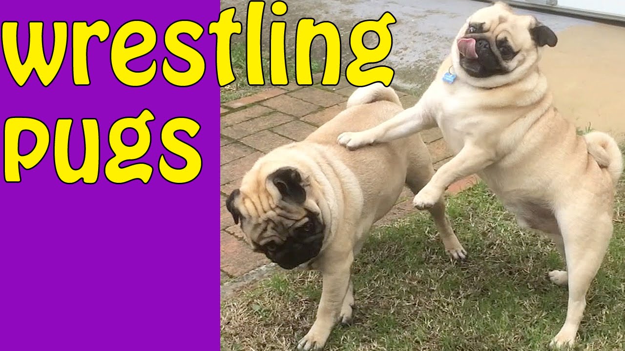 pug wrestling - YouTube