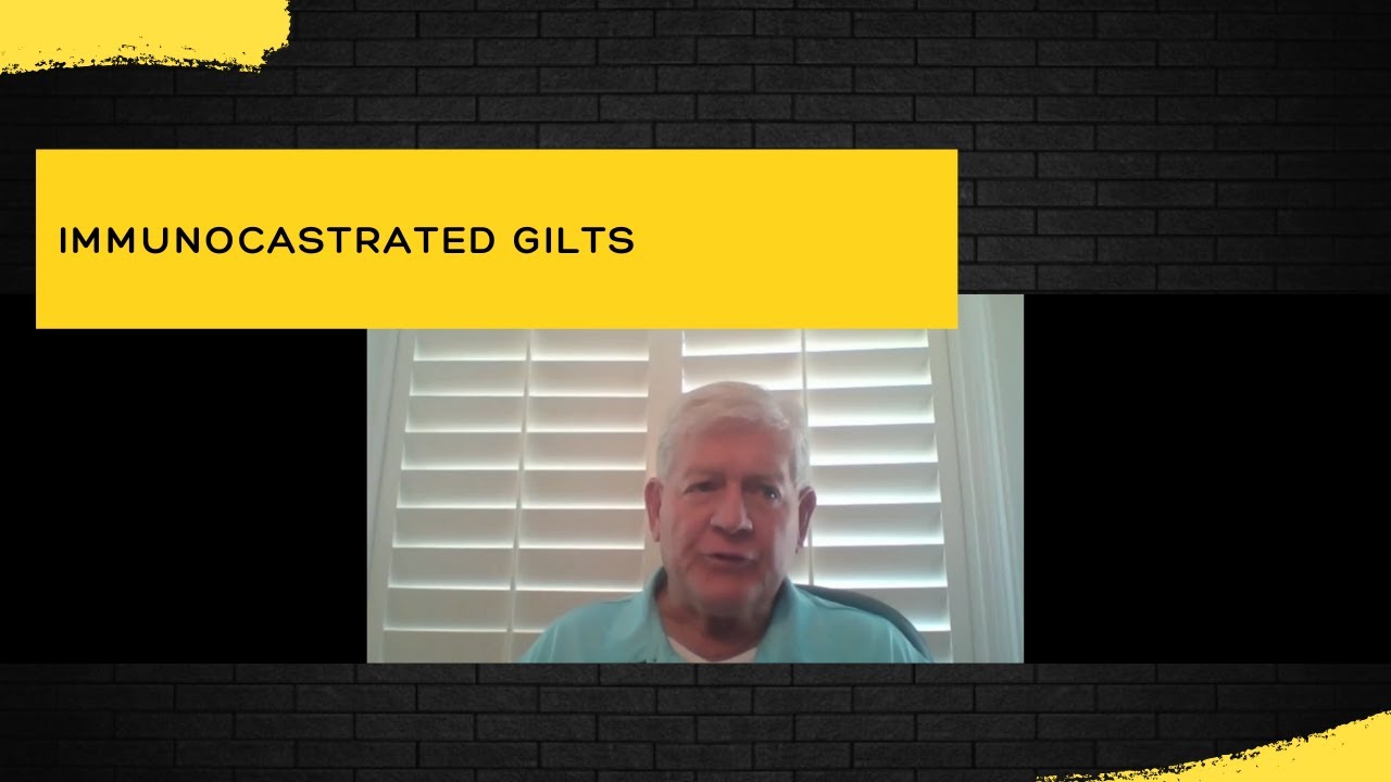 Immunocastrated gilts - Dr. Steve Pollmann - YouTube